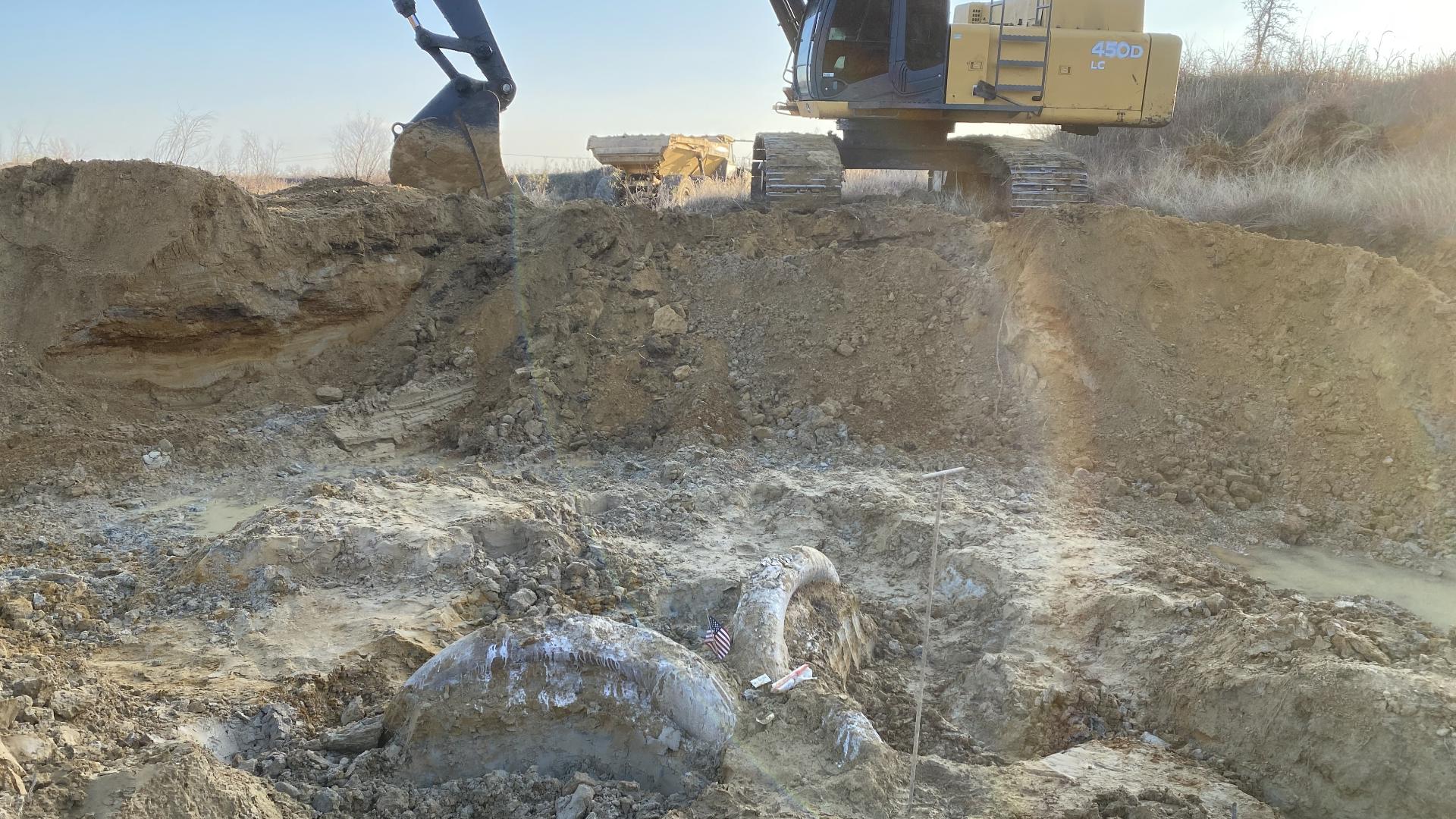 Mammoth skull found in Ellis County, Texas quarry | cbs19.tv