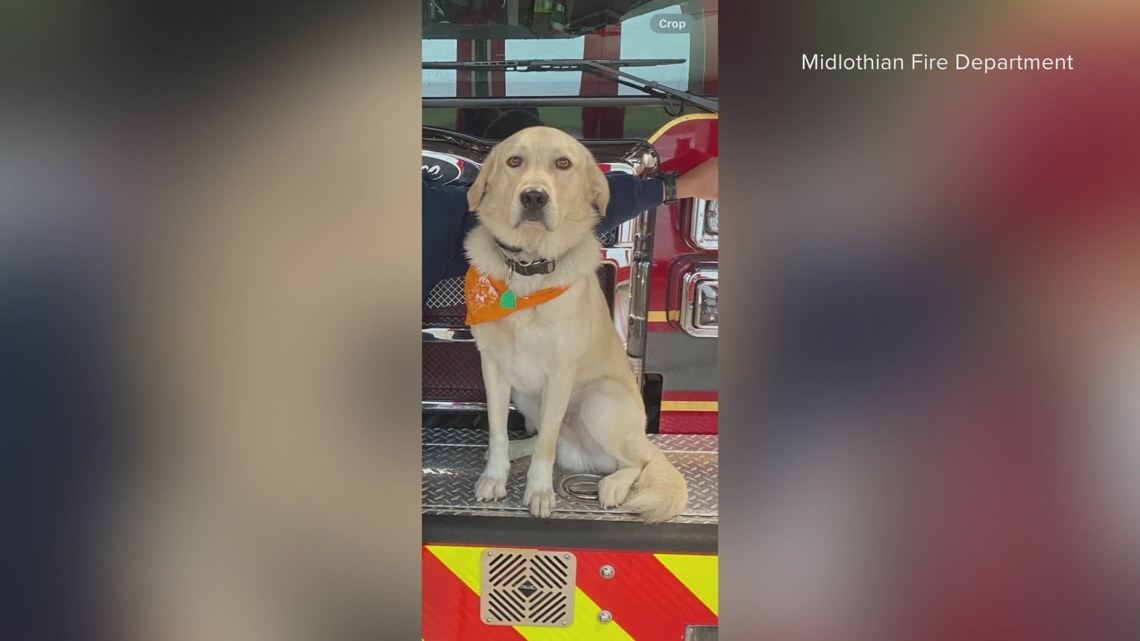 'Help us find Riggs' | North Texas fire department's firehouse dog goes ...