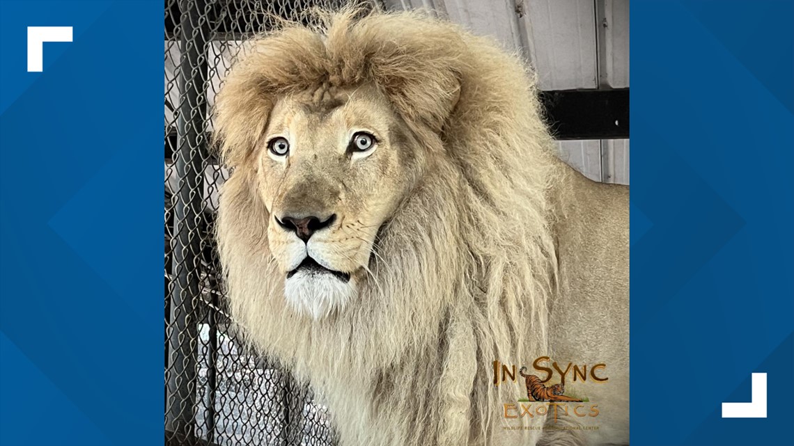 Texas sanctuary now home to big cats once owned by Siegfried, Roy ...