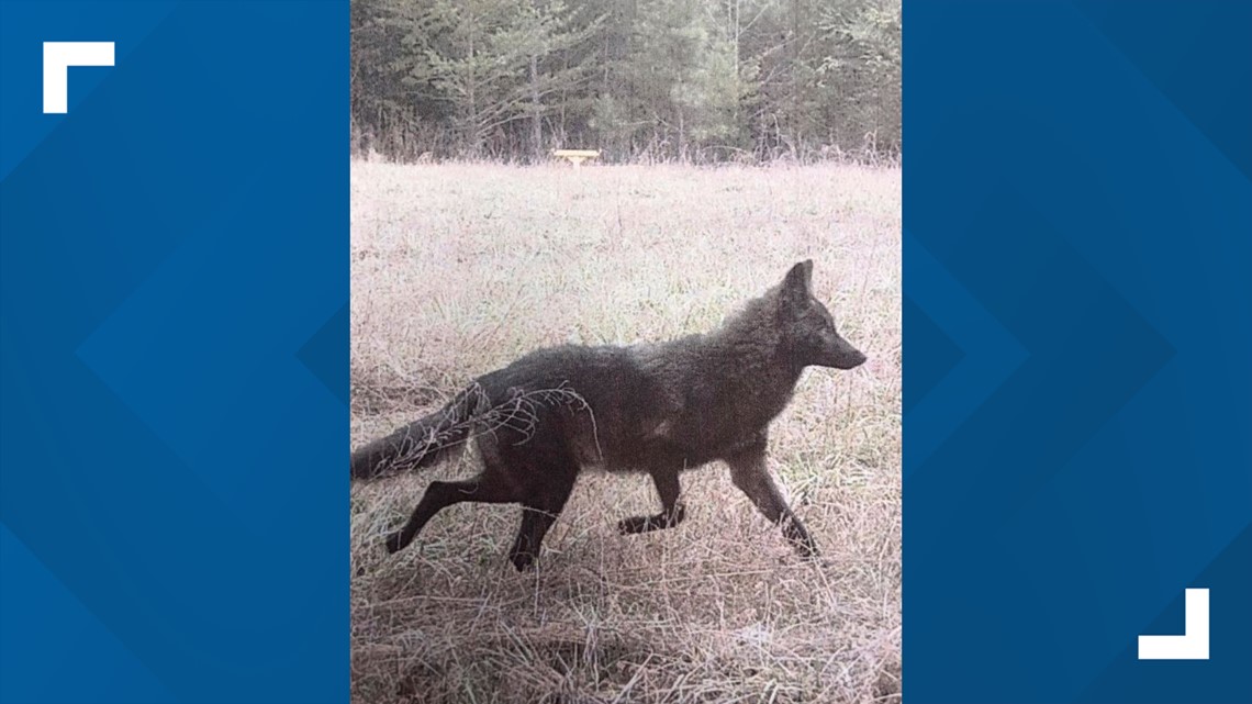 Take a look at this! Man spots black coyote on his farm | cbs19.tv