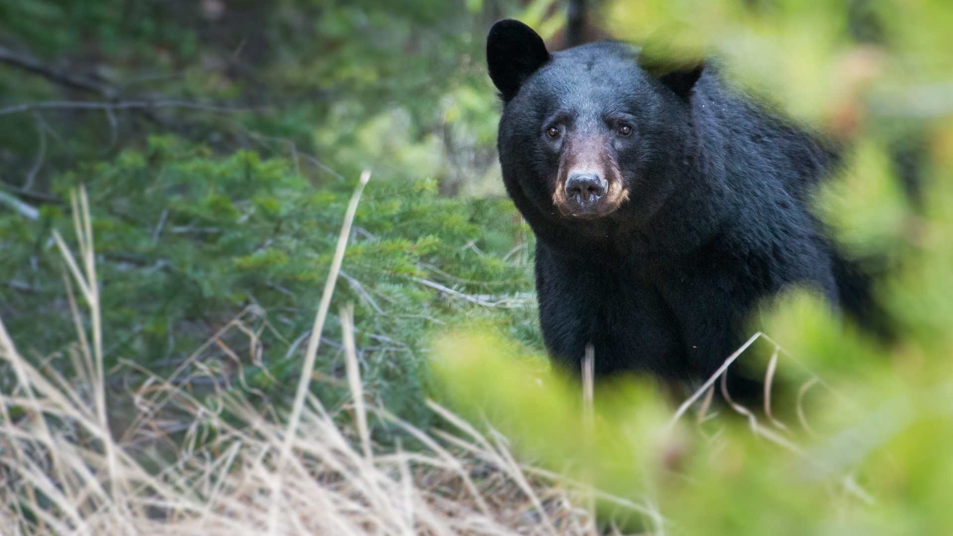 Child attacked by black bear in New York backyard | cbs19.tv