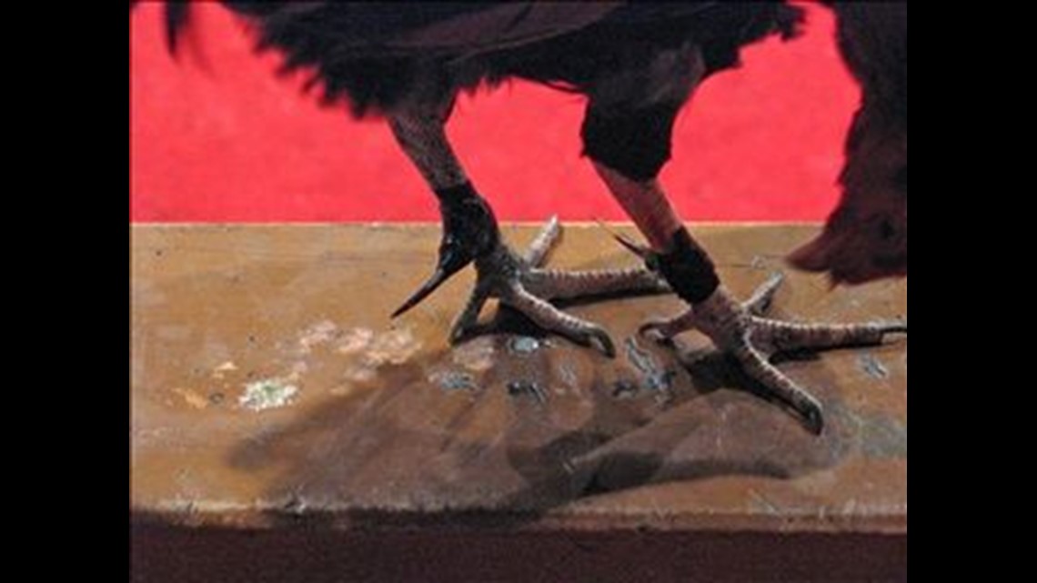 Nearly 100 roosters seized from reported cockfighting ring | cbs19.tv