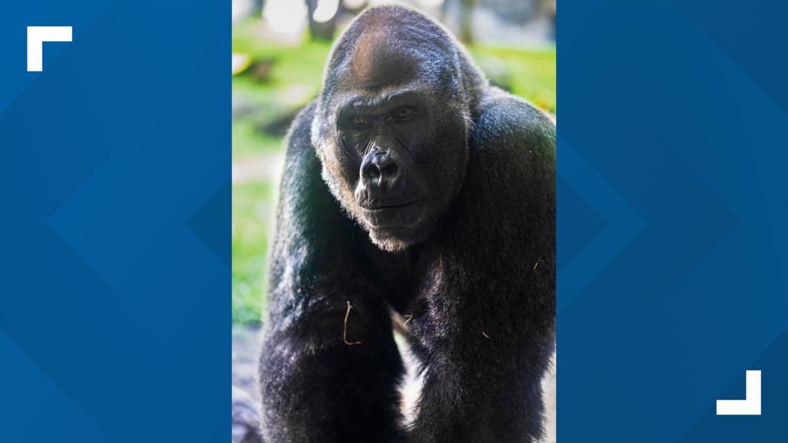 Busch Garden gorilla dies at 37 | cbs19.tv
