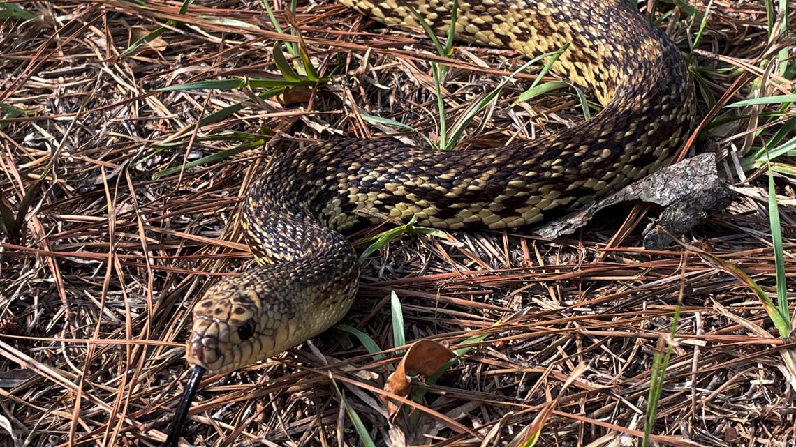 U.S. government urges Louisiana to protect rare snake habitat | cbs19.tv