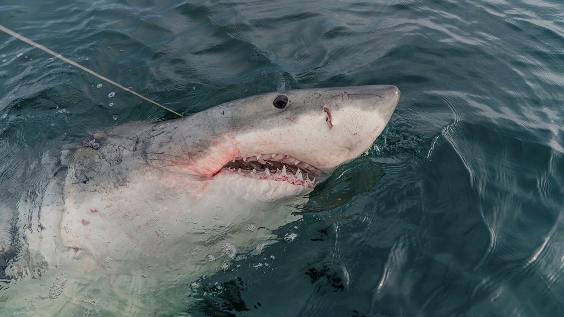 How a wandering white shark's epic journey could provide clues for ...