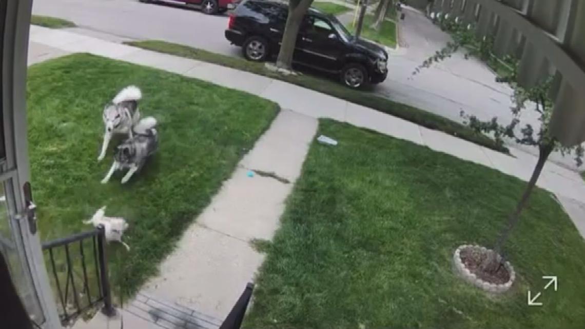 Chihuahua attacked by 2 huskies dies from injuries | cbs19.tv